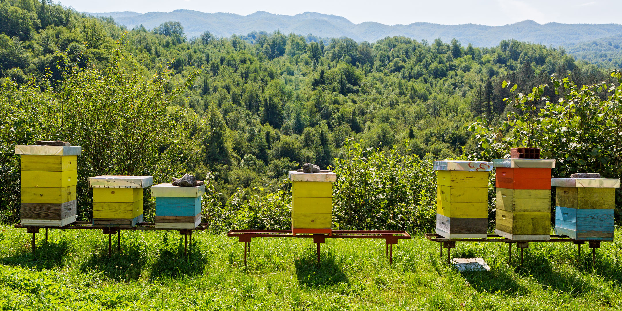 Introduction to Beekeeping - The Bee Store Introduction to Beekeeping - The Bee Store